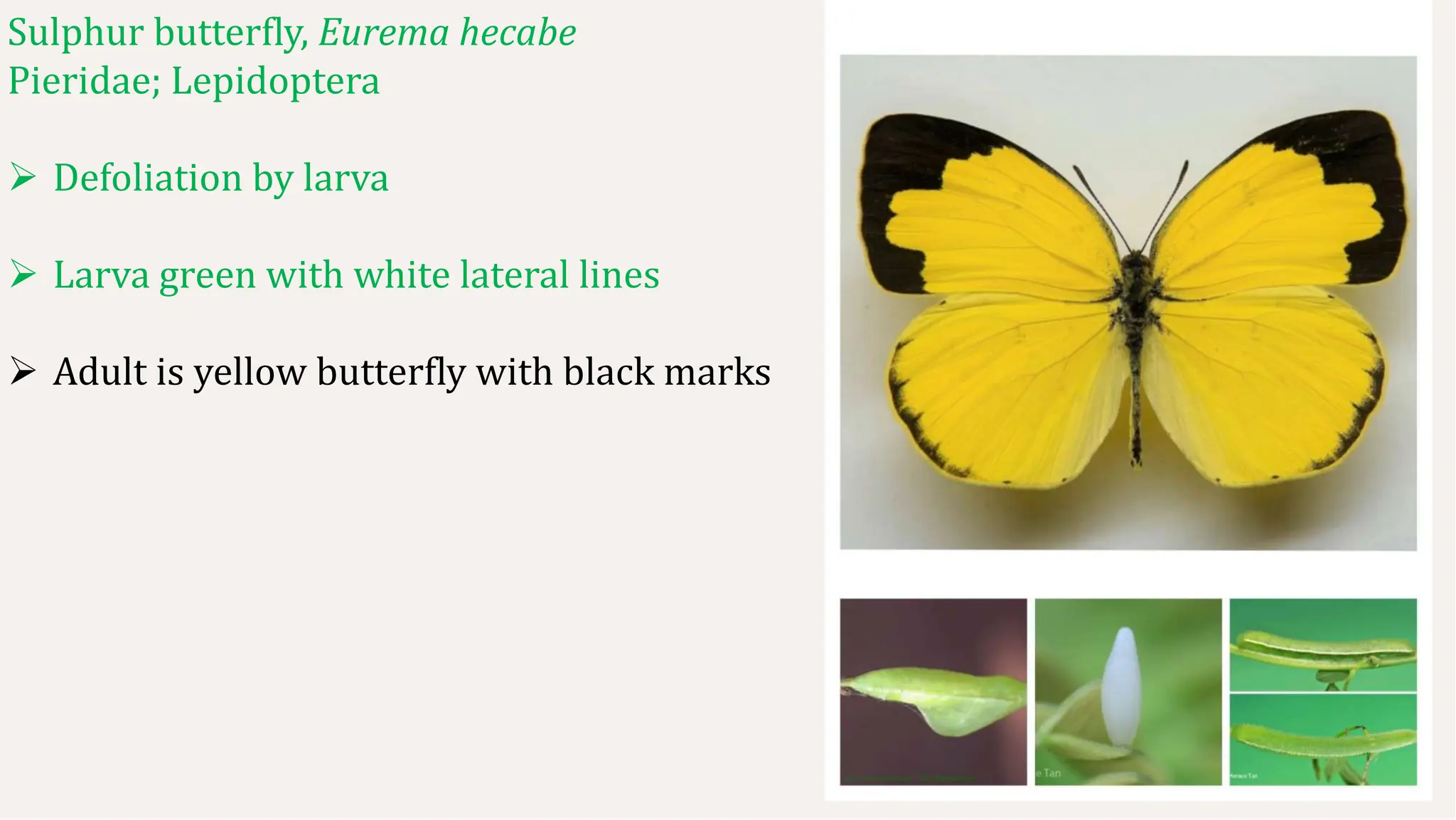 Pests of Green manures daincha,sunhemp.pptx