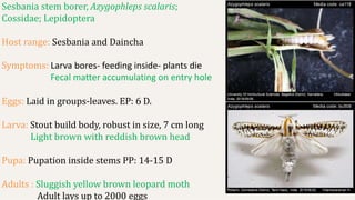 Pests of Green manures daincha,sunhemp.pptx | Gardening | Home & Garden