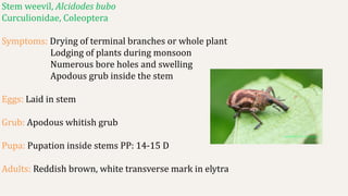 Pests of Green manures daincha,sunhemp.pptx | Gardening | Home & Garden