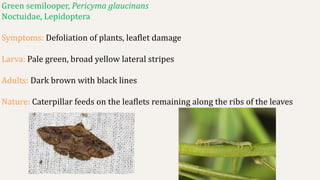 Pests of Green manures daincha,sunhemp.pptx | Gardening | Home & Garden