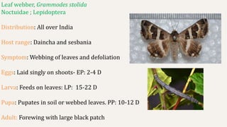 Pests of Green manures daincha,sunhemp.pptx | Gardening | Home & Garden