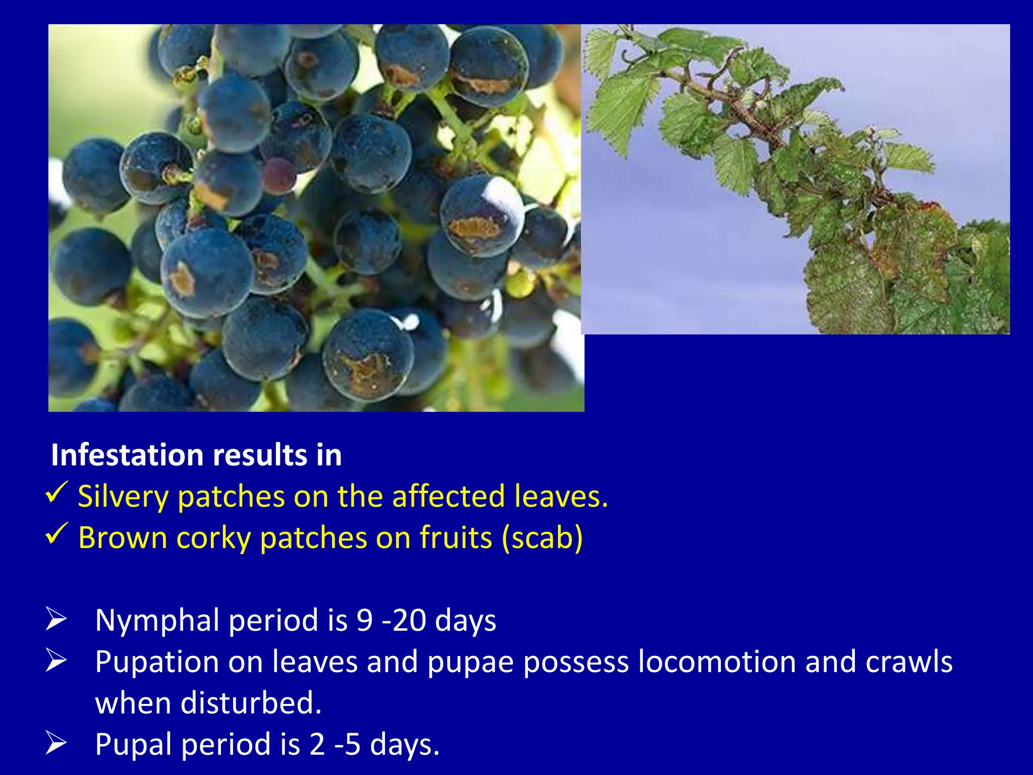pests of grapes.pptx