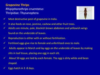 pests of grapes.pptx