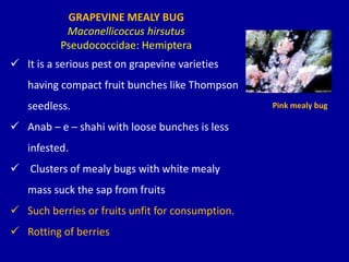 pests of grapes.pptx