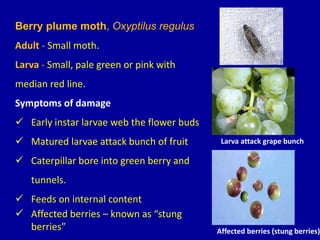 pests of grapes.pptx