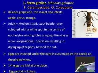 pests of grapes.pptx