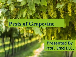 Pests of Grapevine, Damage Symptoms and Management Practices | PPTX