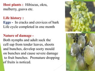 Pests of Grapevine, Damage Symptoms and Management Practices | PPTX