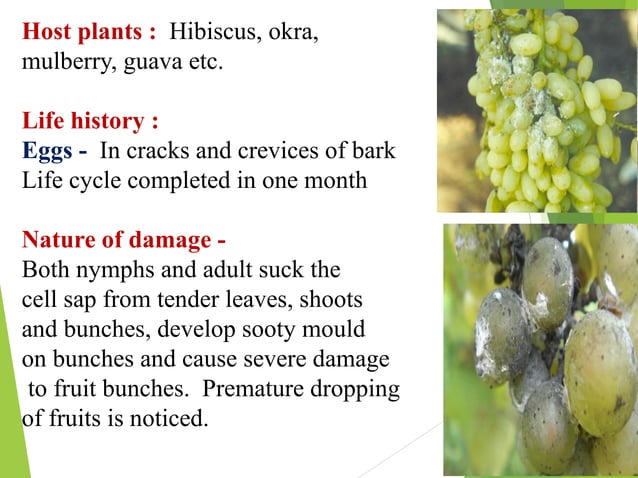 Pests of Grapevine, Damage Symptoms and Management Practices | PPTX