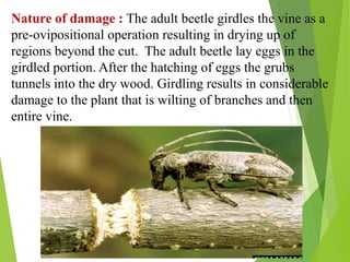 Pests of Grapevine, Damage Symptoms and Management Practices | PPTX