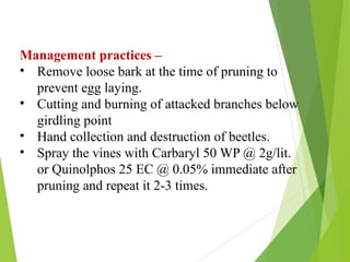 Pests of Grapevine, Damage Symptoms and Management Practices | PPTX