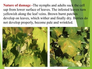 Pests of Grapevine, Damage Symptoms and Management Practices | PPTX