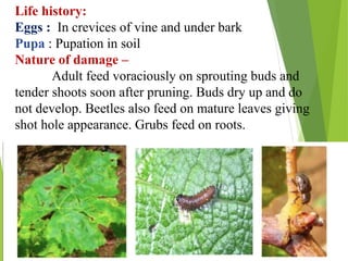 Pests of Grapevine, Damage Symptoms and Management Practices | PPTX