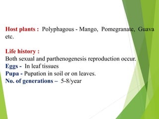 Pests of Grapevine, Damage Symptoms and Management Practices | PPTX