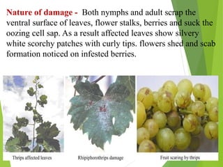 Pests of Grapevine, Damage Symptoms and Management Practices | PPTX