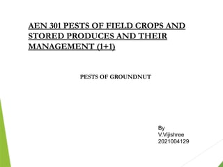 Pests of groundnut and their description.pptx