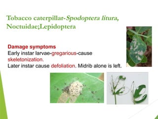 Pests of groundnut and their description.pptx