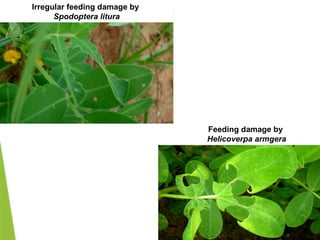 Pests of groundnut and their description.pptx