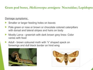 Pests of groundnut and their description.pptx
