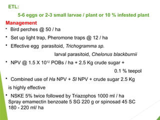 Pests of groundnut and their description.pptx