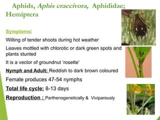 Pests of groundnut and their description.pptx
