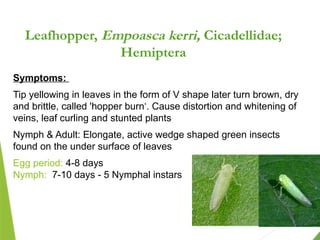 Pests of groundnut and their description.pptx