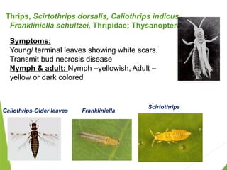 Pests of groundnut and their description.pptx