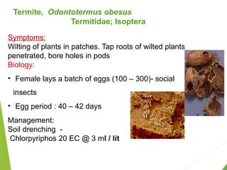 Pests of groundnut and their description.pptx