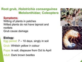 Pests of groundnut and their description.pptx