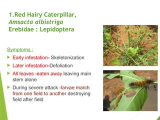 Pests of groundnut and their description.pptx