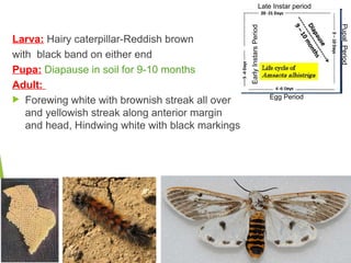 Pests of groundnut and their description.pptx