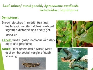 Pests of groundnut and their description.pptx