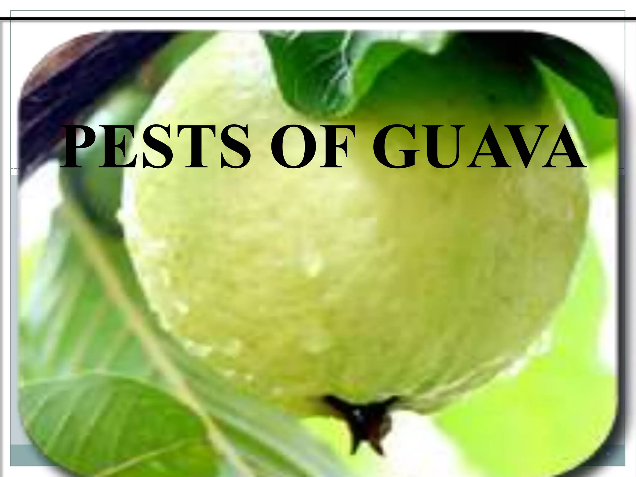 Pests of guava | PPTX | Agriculture | Industries