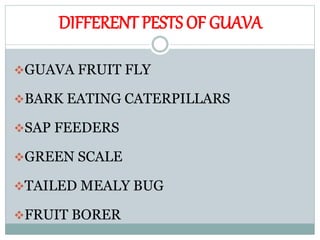 Pests of guava | PPTX | Agriculture | Industries