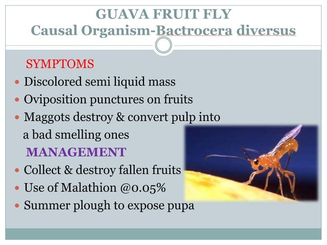 Pests of guava | PPTX | Agriculture | Industries