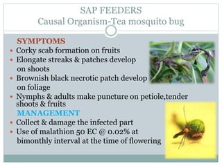 Pests of guava | PPTX | Agriculture | Industries