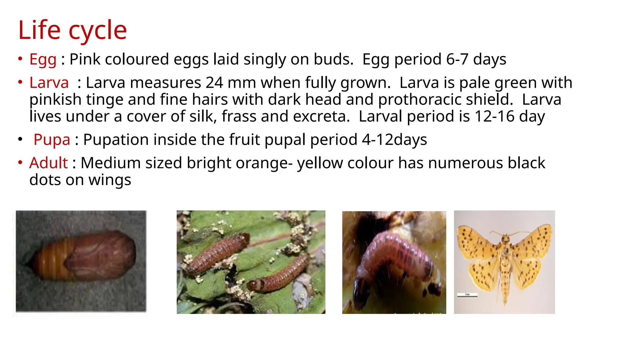 Pests of Guava (life cycle ,damage symptoms,management) | PPTX ...