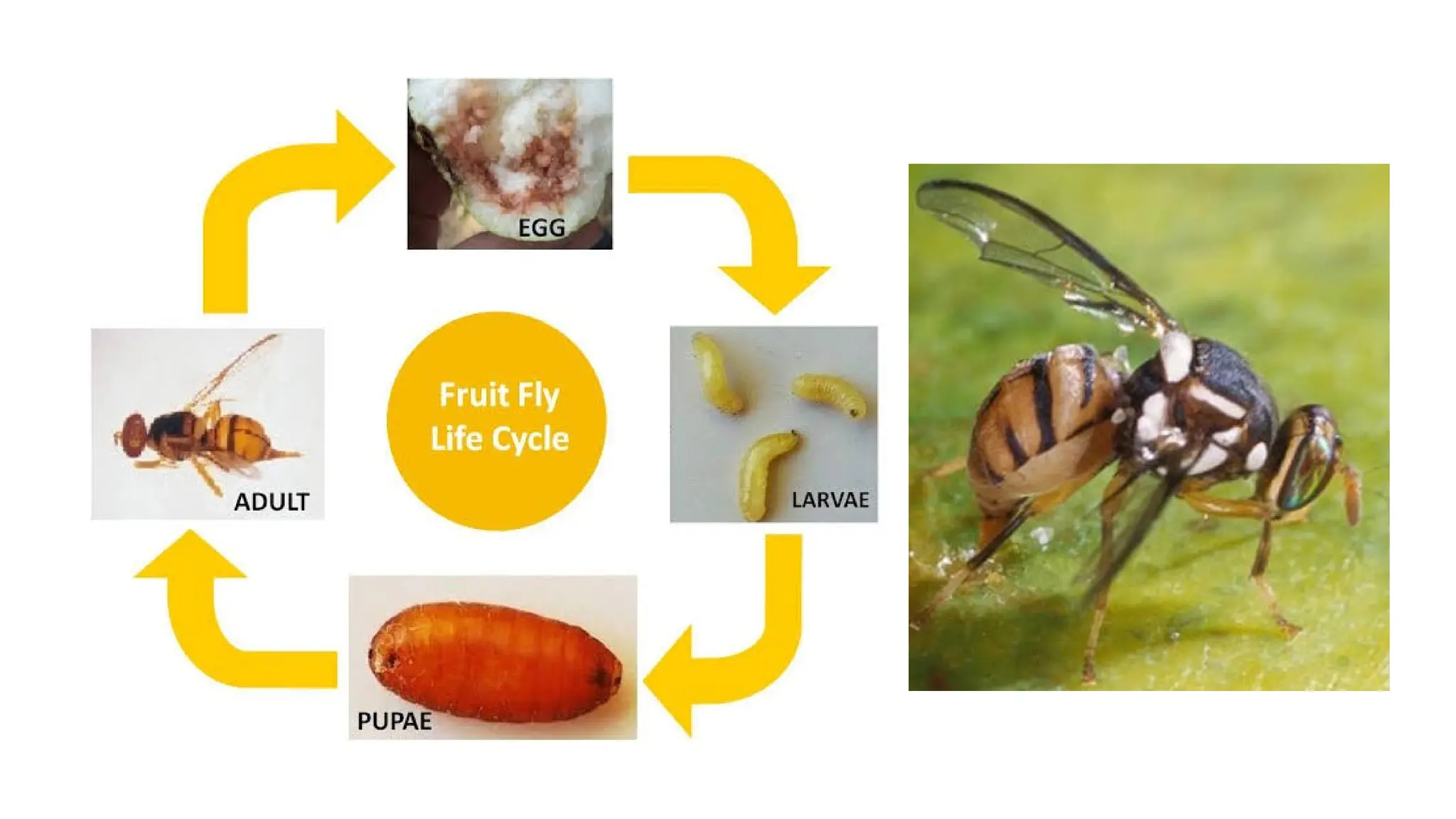 Pests of Guava (life cycle ,damage symptoms,management) | PPTX