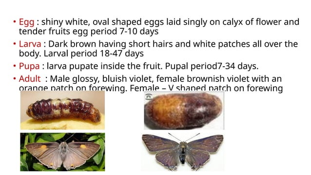 Pests of Guava (life cycle ,damage symptoms,management) | PPT