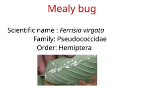 Pests of Guava (life cycle ,damage symptoms,management) | PPTX ...