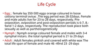 Pests of Guava (life cycle ,damage symptoms,management) | PPTX ...