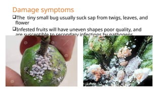 Pests of Guava (life cycle ,damage symptoms,management) | PPTX ...