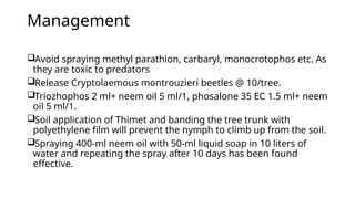 Pests of Guava (life cycle ,damage symptoms,management) | PPTX