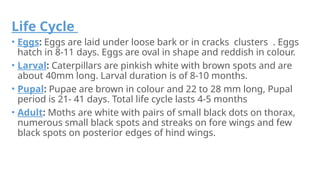 Pests of Guava (life cycle ,damage symptoms,management) | PPTX ...