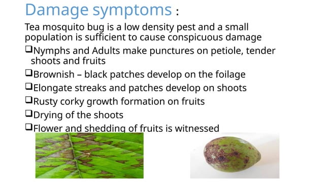 Pests of Guava (life cycle ,damage symptoms,management) | PPT