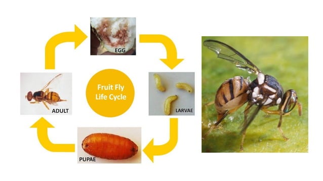 Pests of Guava (life cycle ,damage symptoms,management) | PPT
