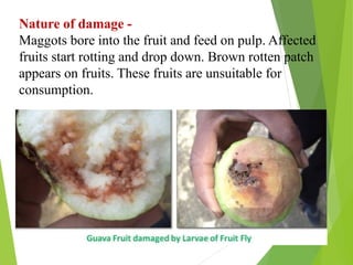 Pests of Guava, Damage Symptoms and Management Practices. pptx | PPTX