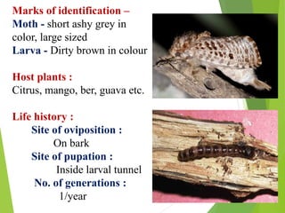 Pests of Guava, Damage Symptoms and Management Practices. pptx | PPTX