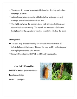 Pests of jute and ornamental plants | PDF