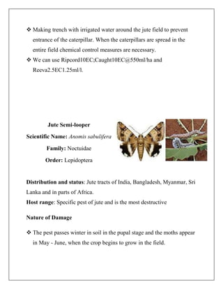 Pests of jute and ornamental plants | PDF